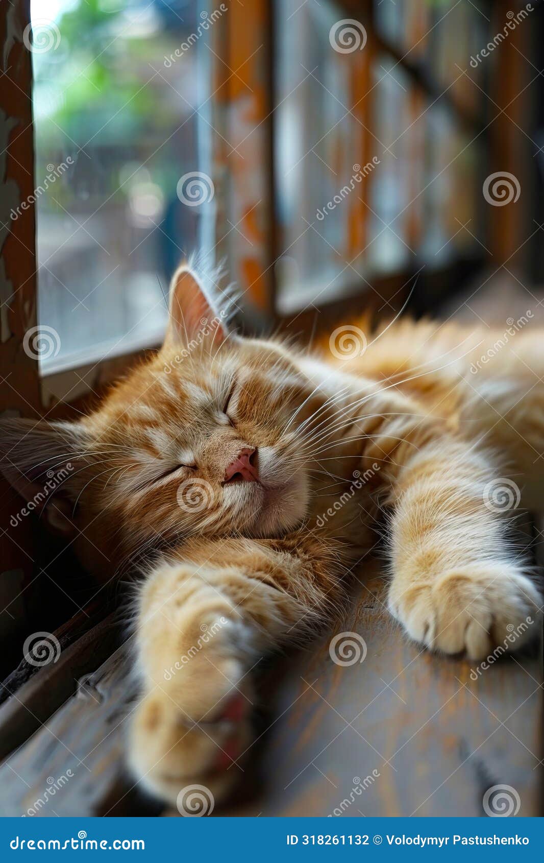 A Cat Sleeping on a Window Sill Stock Photo - Image of sleep, sized ...