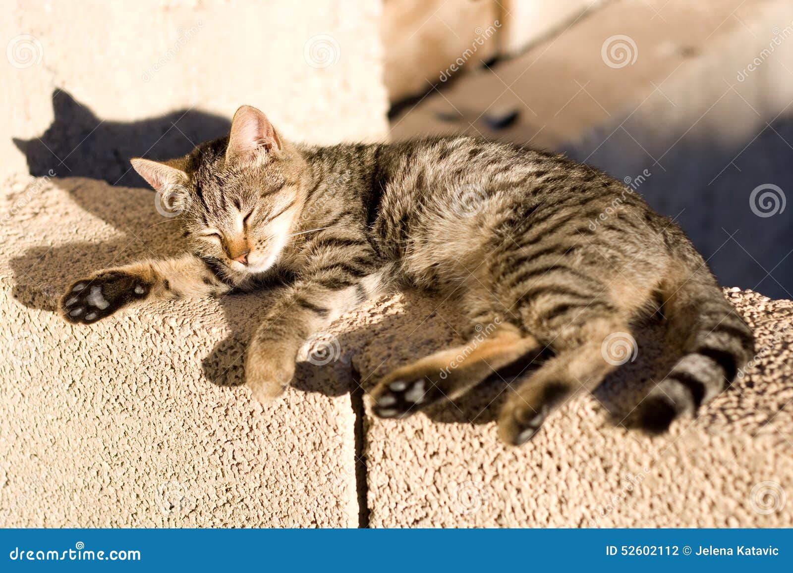 Cat Sleeping stock photo. Image of focus, garden, outside - 52602112