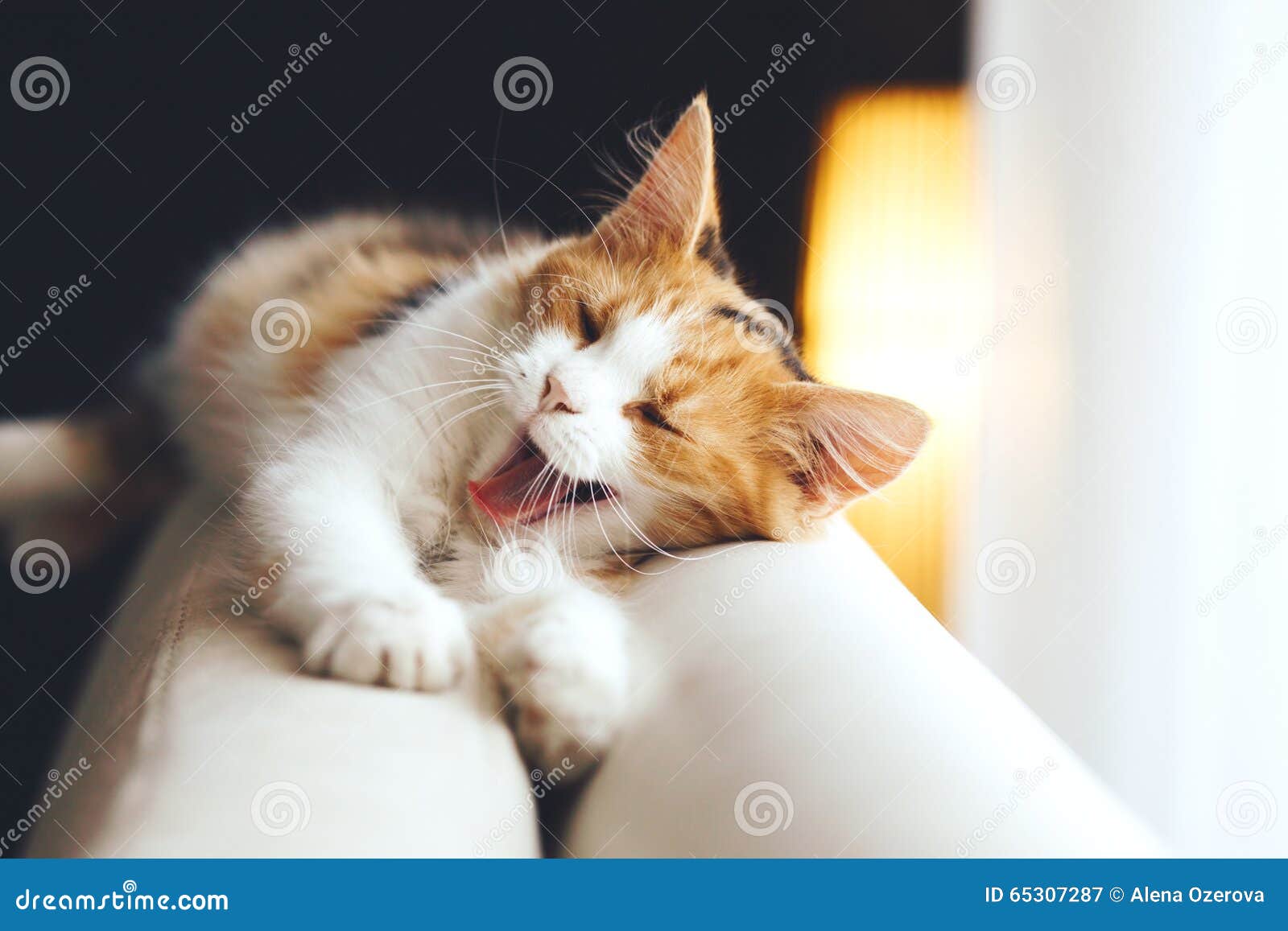 Cat sleeps at home stock image. Image of rest, lying - 65307287