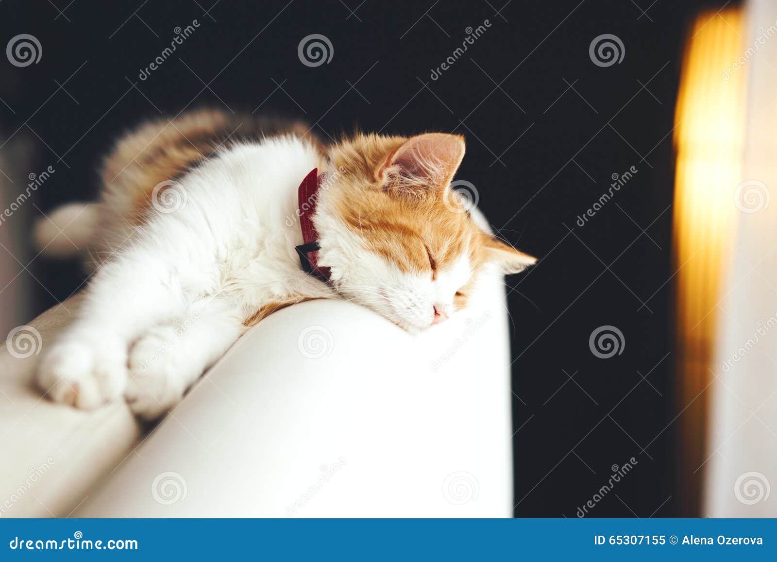 Cat sleeps at home stock image. Image of comfort, sleeping - 65307155