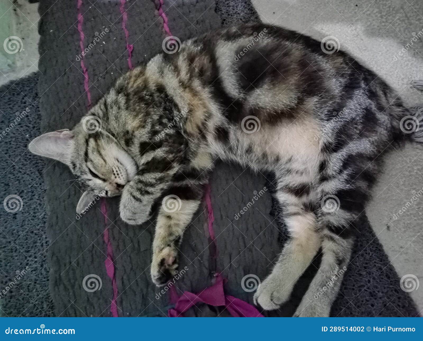 The cat sleeps on a rag stock photo. Image of fast, next - 289514002