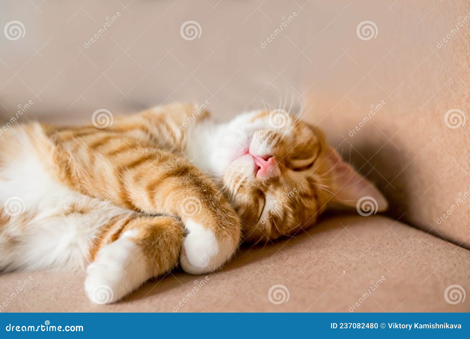 The Cat Sleeps in an Uncomfortable Position. a Funny Cat Lies on a ...
