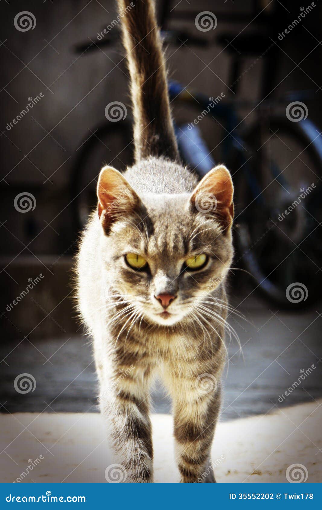Cat slinks stock photo. Image of stay, home, hunter, angry - 35552202