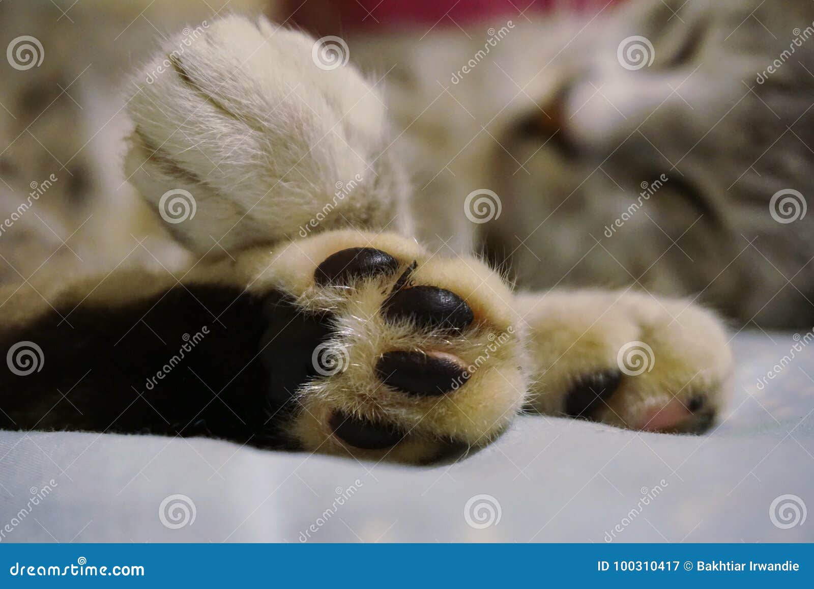 Cat stock image. Image of small, paws, kitten, claws - 100310417