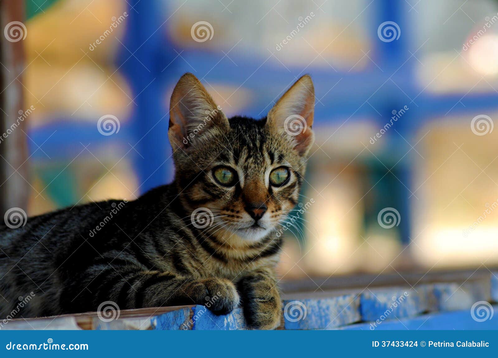 Cat stock photo. Image of look, sitting, cats, sharp - 37433424