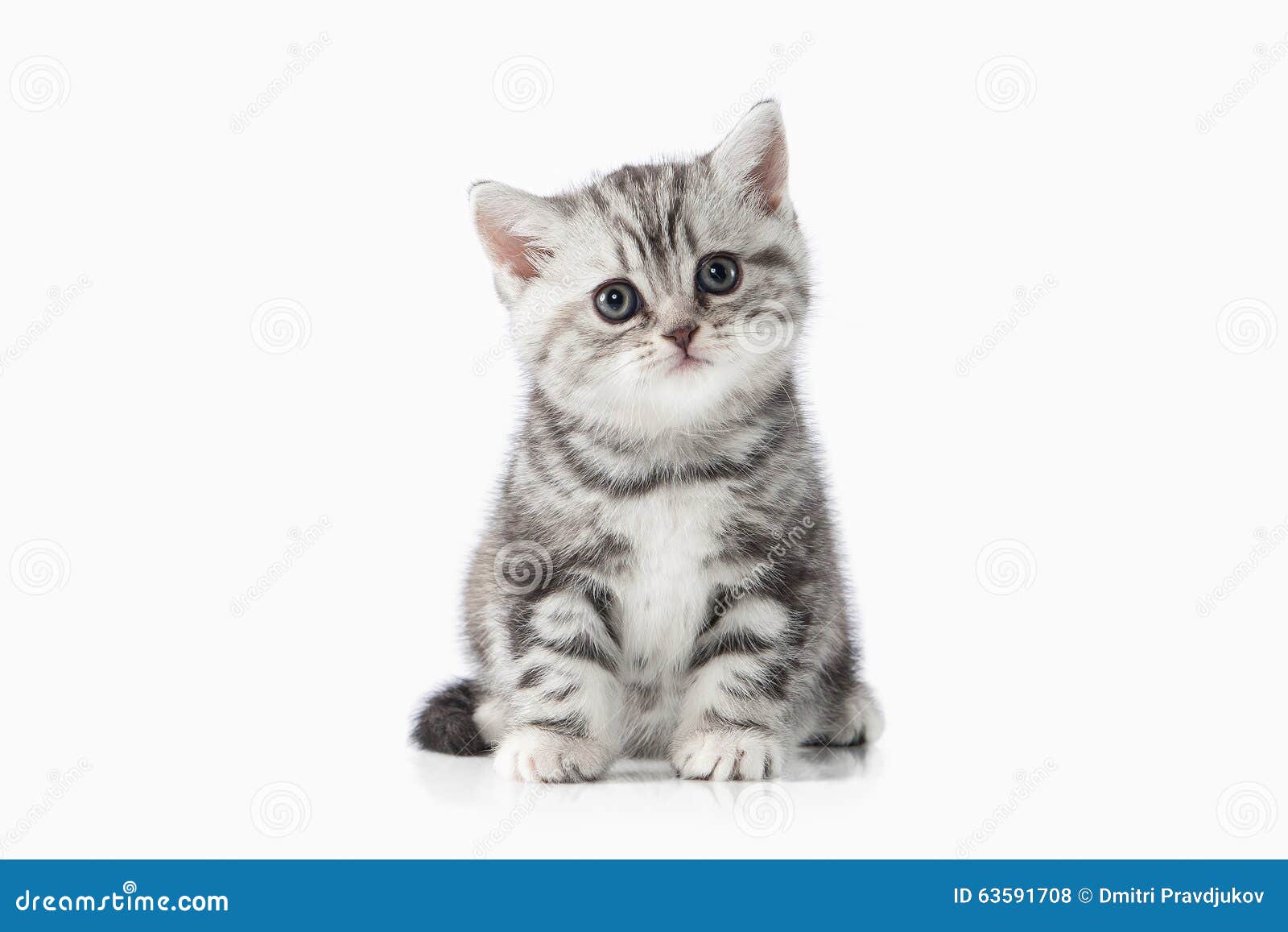 Kitten On White Background Stock Photography | CartoonDealer.com #194805890