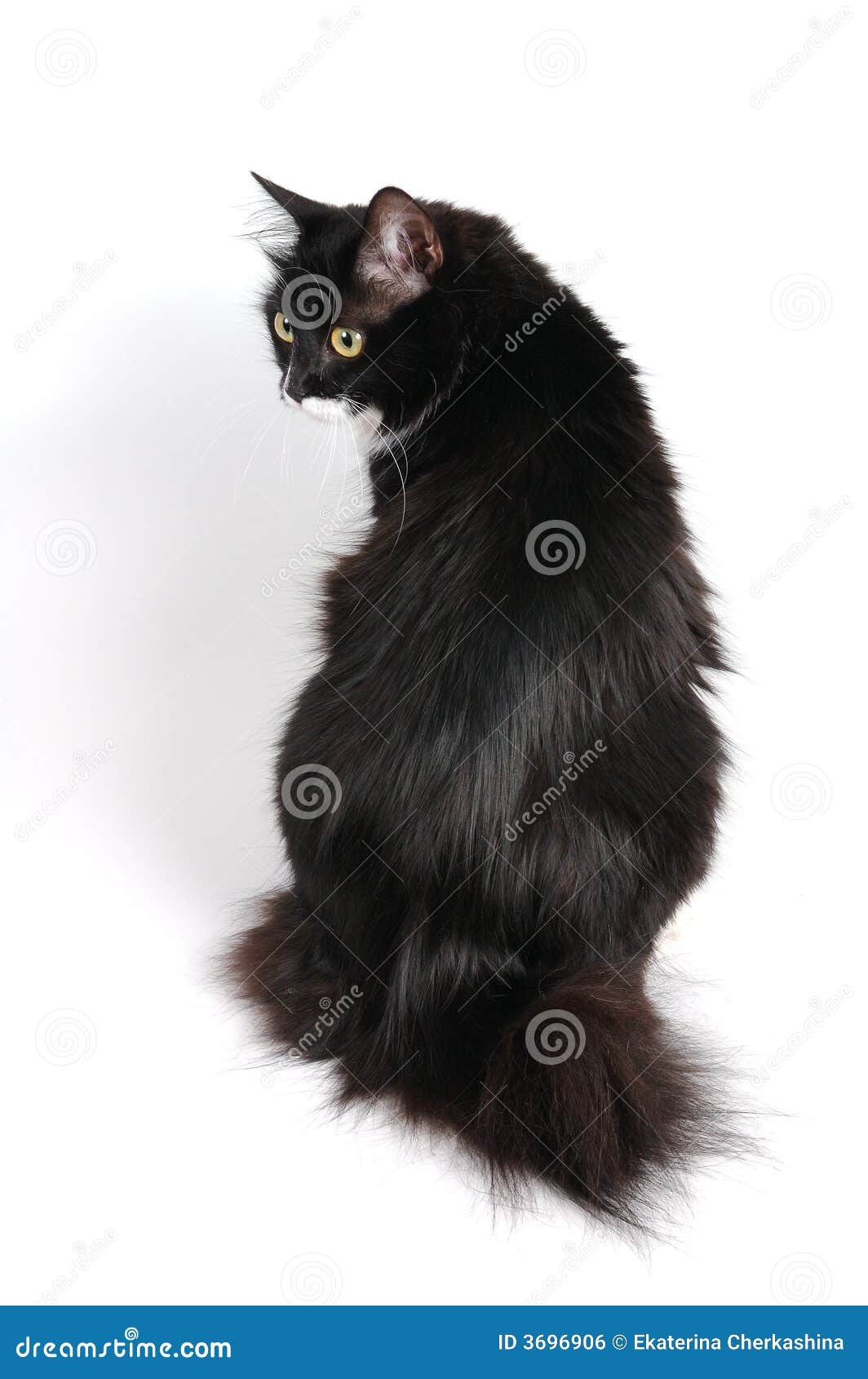 Cat with small tail stock photo. Image of beautiful, tail - 3696906