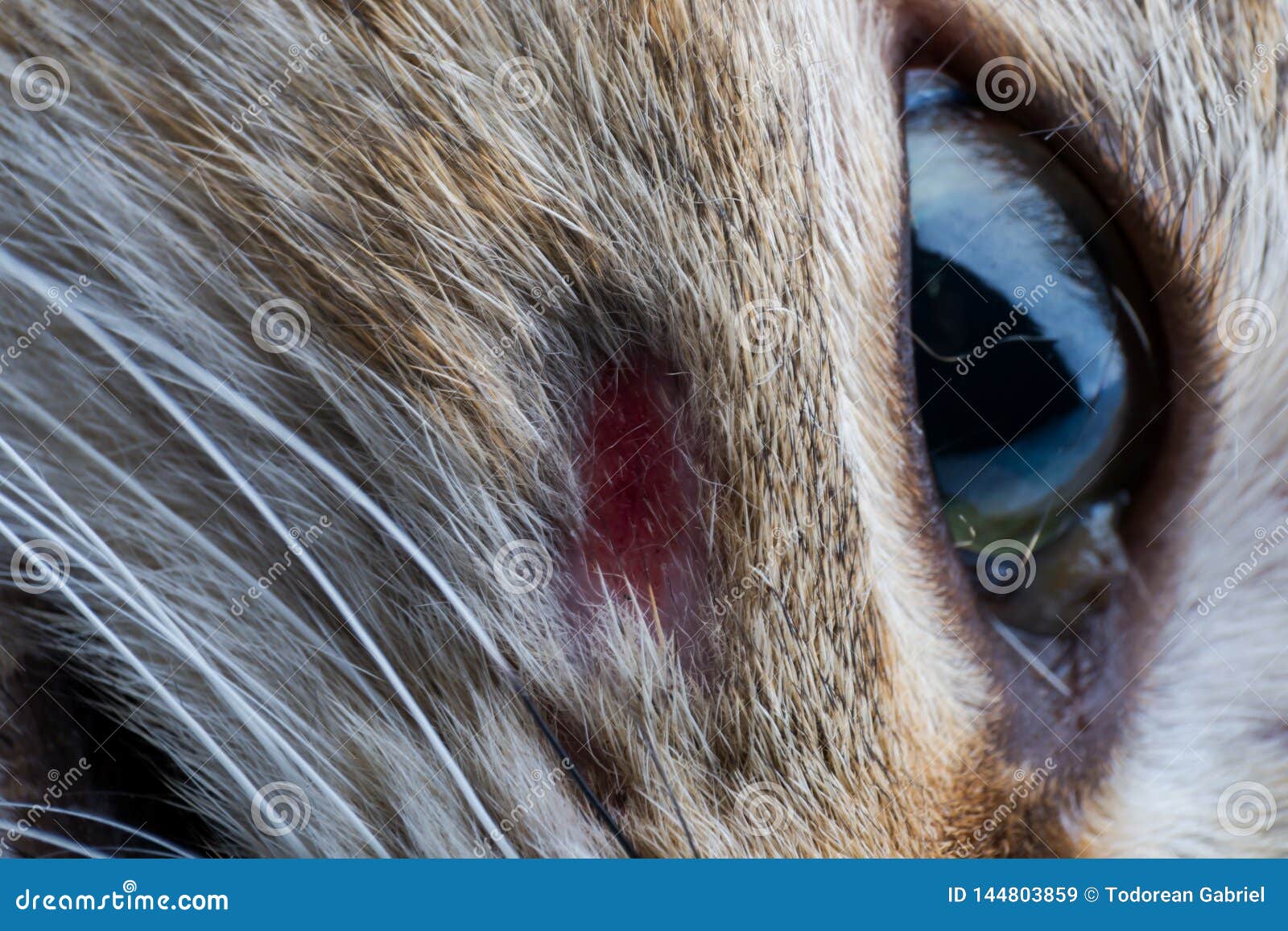 Cat with a Small Traumatic Wound on the Face Stock Image - Image of ...