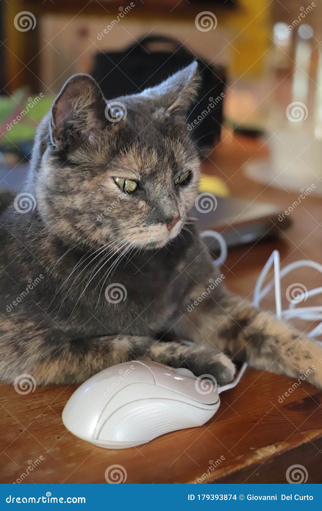 Cat in Smart Working at Home Stock Photo - Image of smart, feline ...