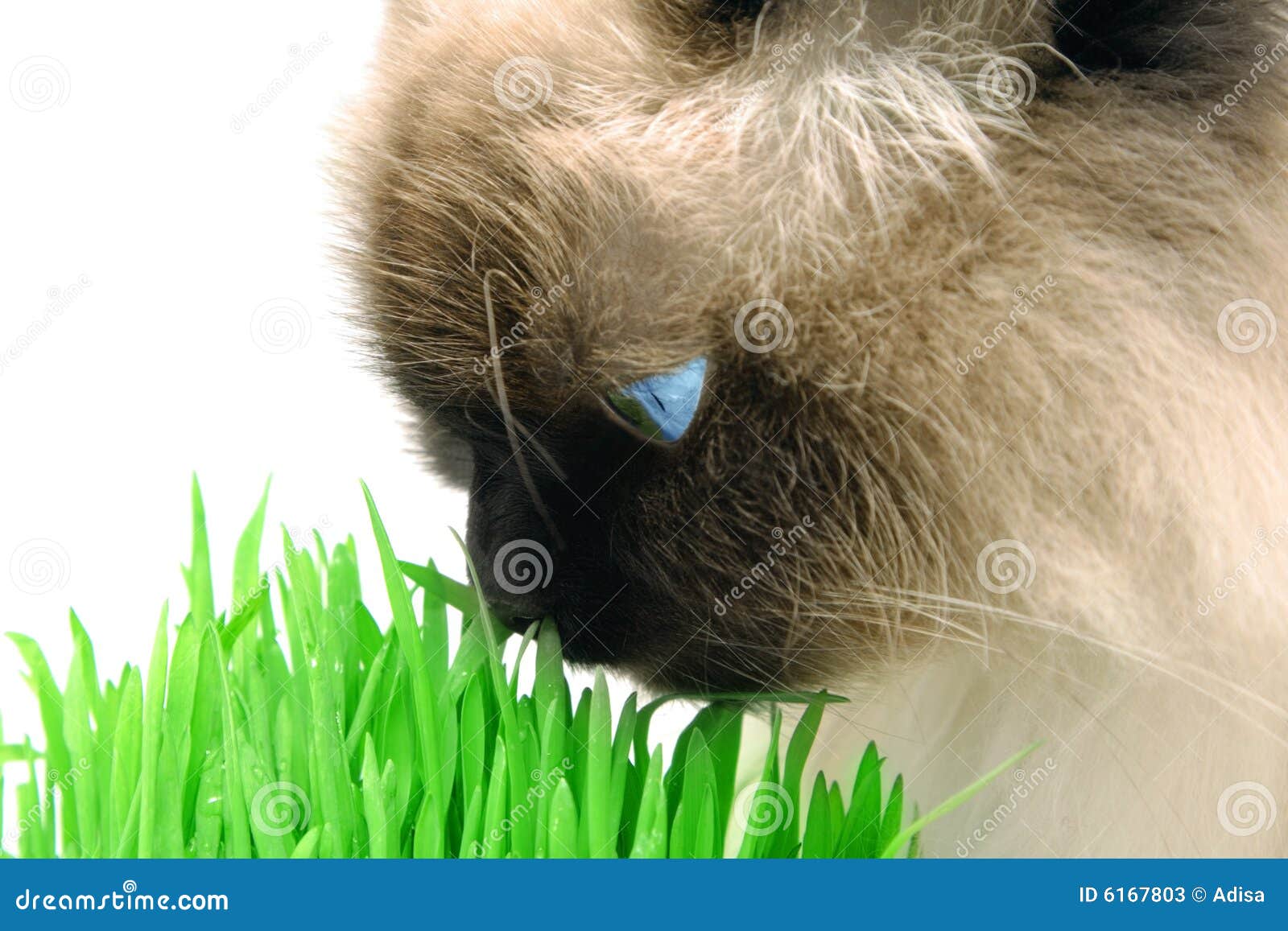 Cat smelling a green grass stock image. Image of grass - 6167803