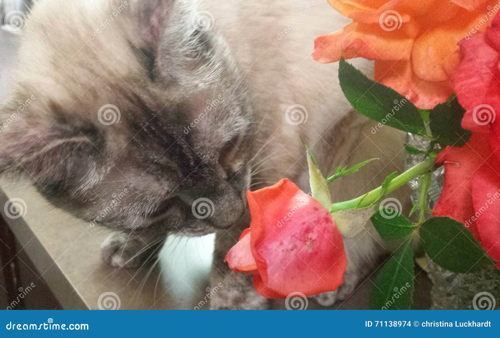 Cat smelling pink rose stock photo. Image of white, rose - 71138974