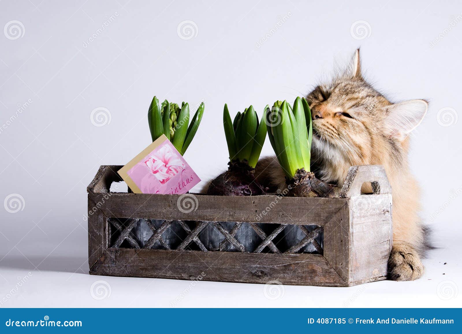 Cat is smelling a plant stock image. Image of looking - 4087185