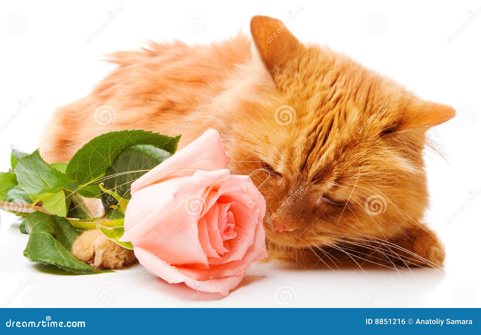 Cat smelling a rose stock photo. Image of humor, flower - 8851216