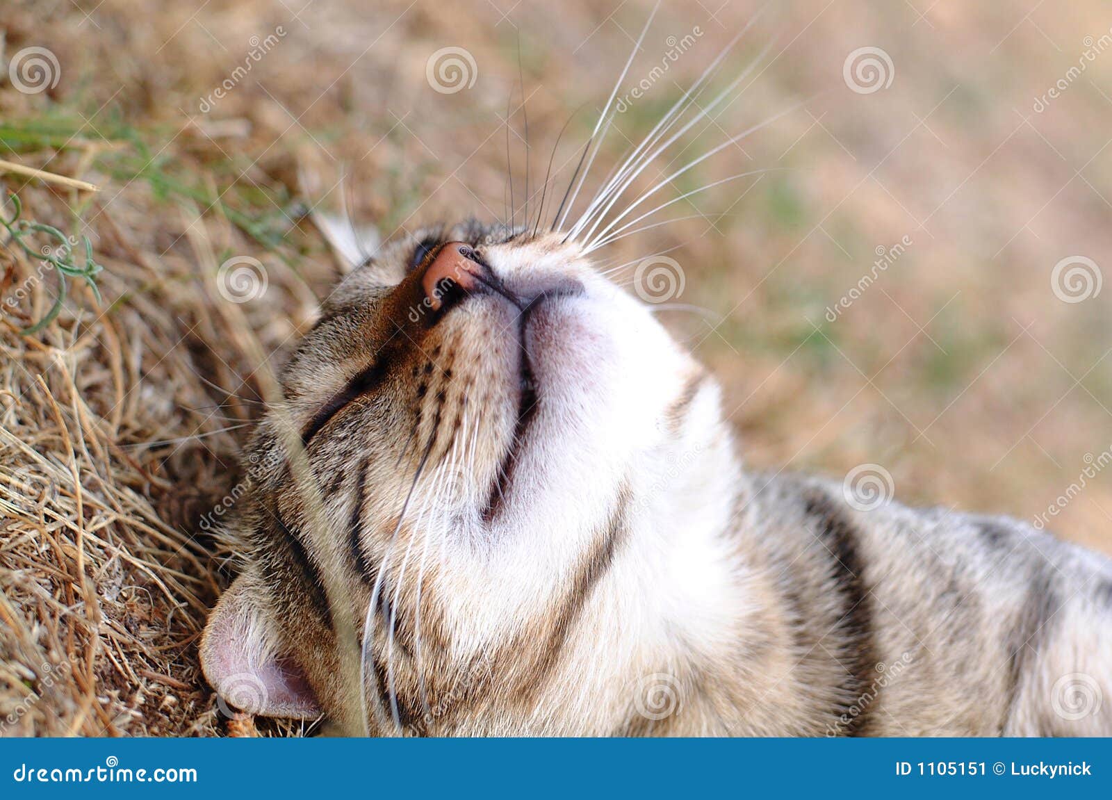 Cat Smile Picture. Image: 1105151