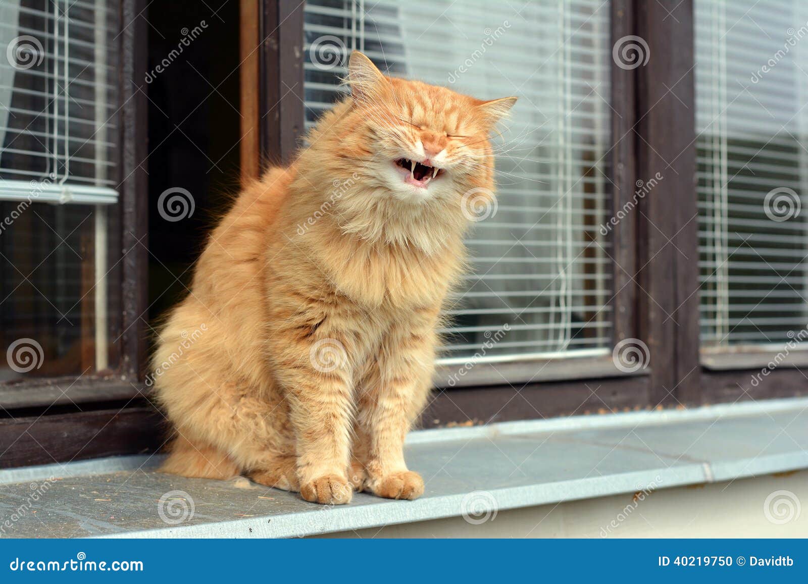 Ginger Cat Smiles Balcony Stock Photos - Free & Royalty-Free Stock ...
