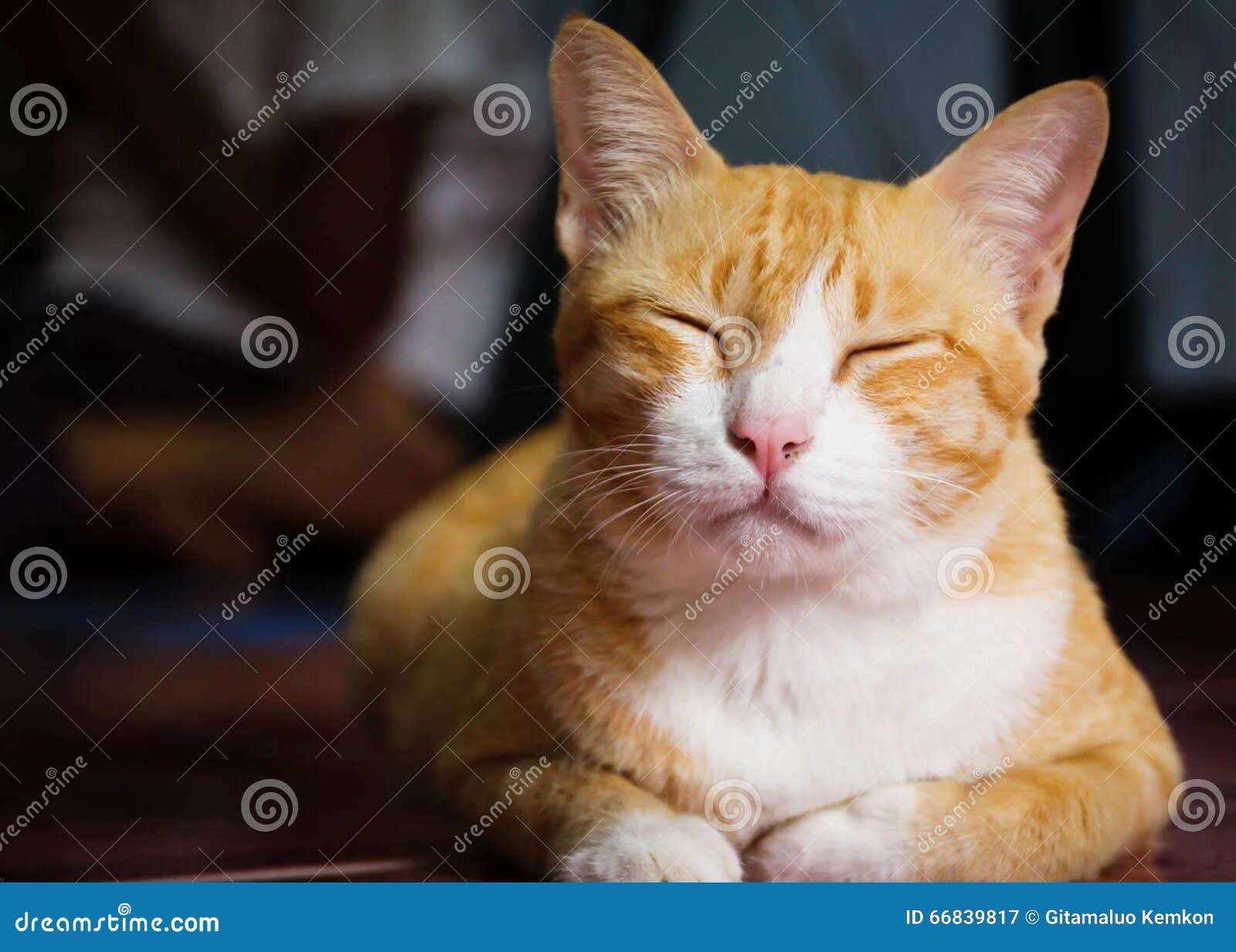 Cat Smiley stock image. Image of home, thailand, chiangmai - 66839817