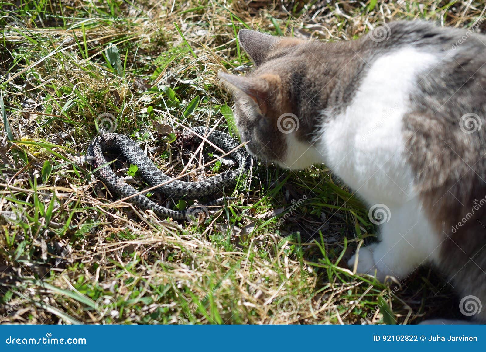 Cat and snake stock photo. Image of scales, european - 92102822