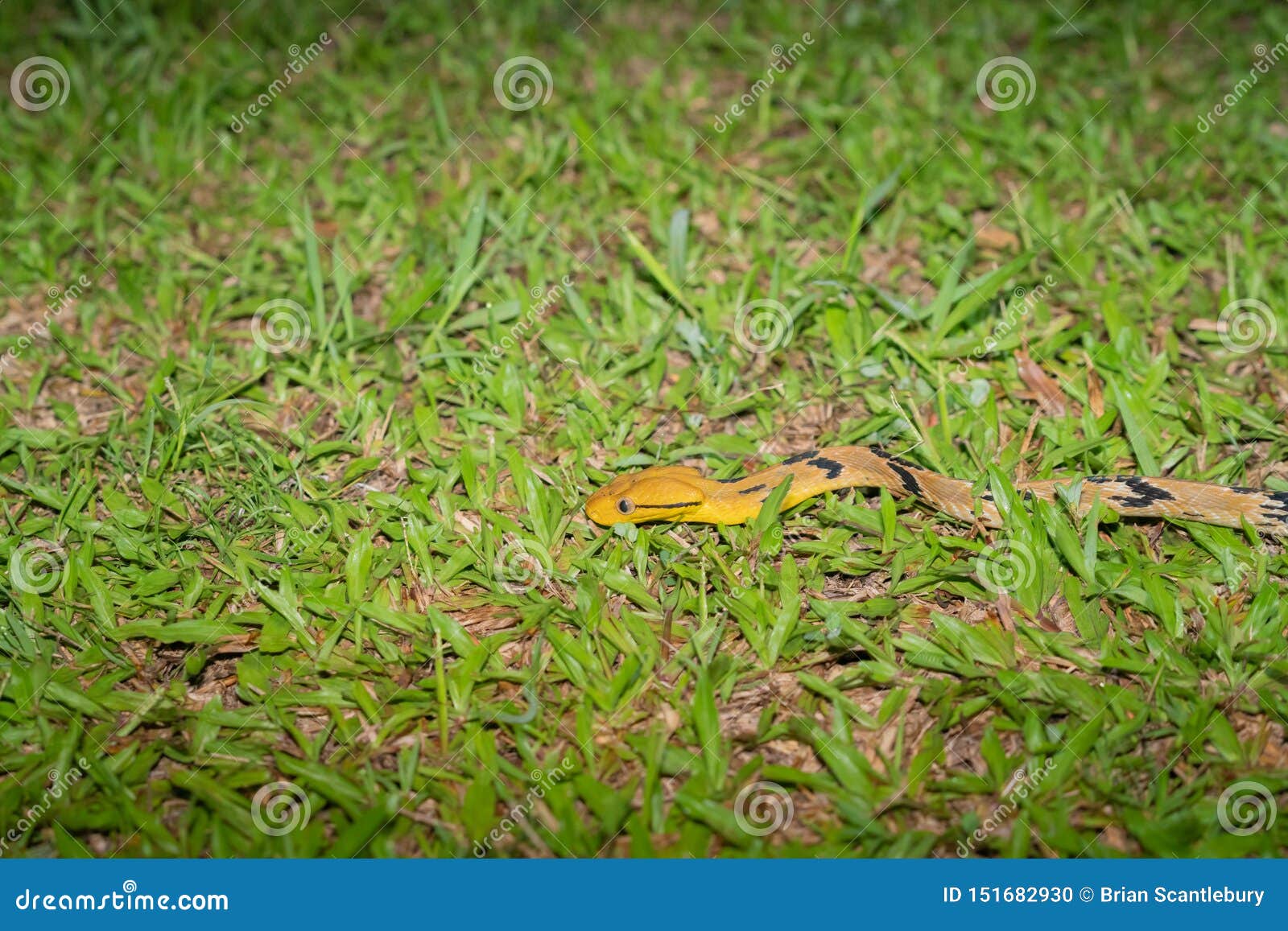 Cat snake in grass stock photo. Image of cate, rainforest - 151682930