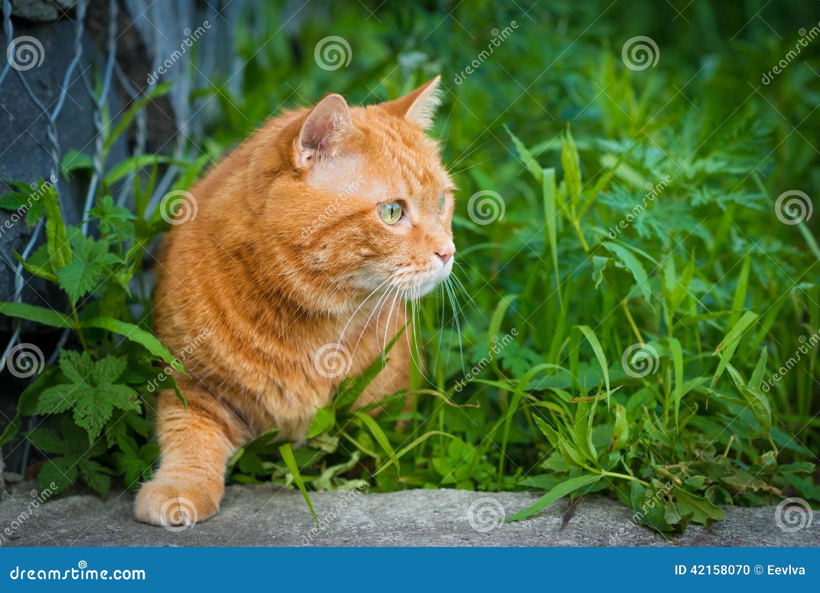 Cat Sneaking through the Grass. Stock Photo - Image of game, carnivore ...