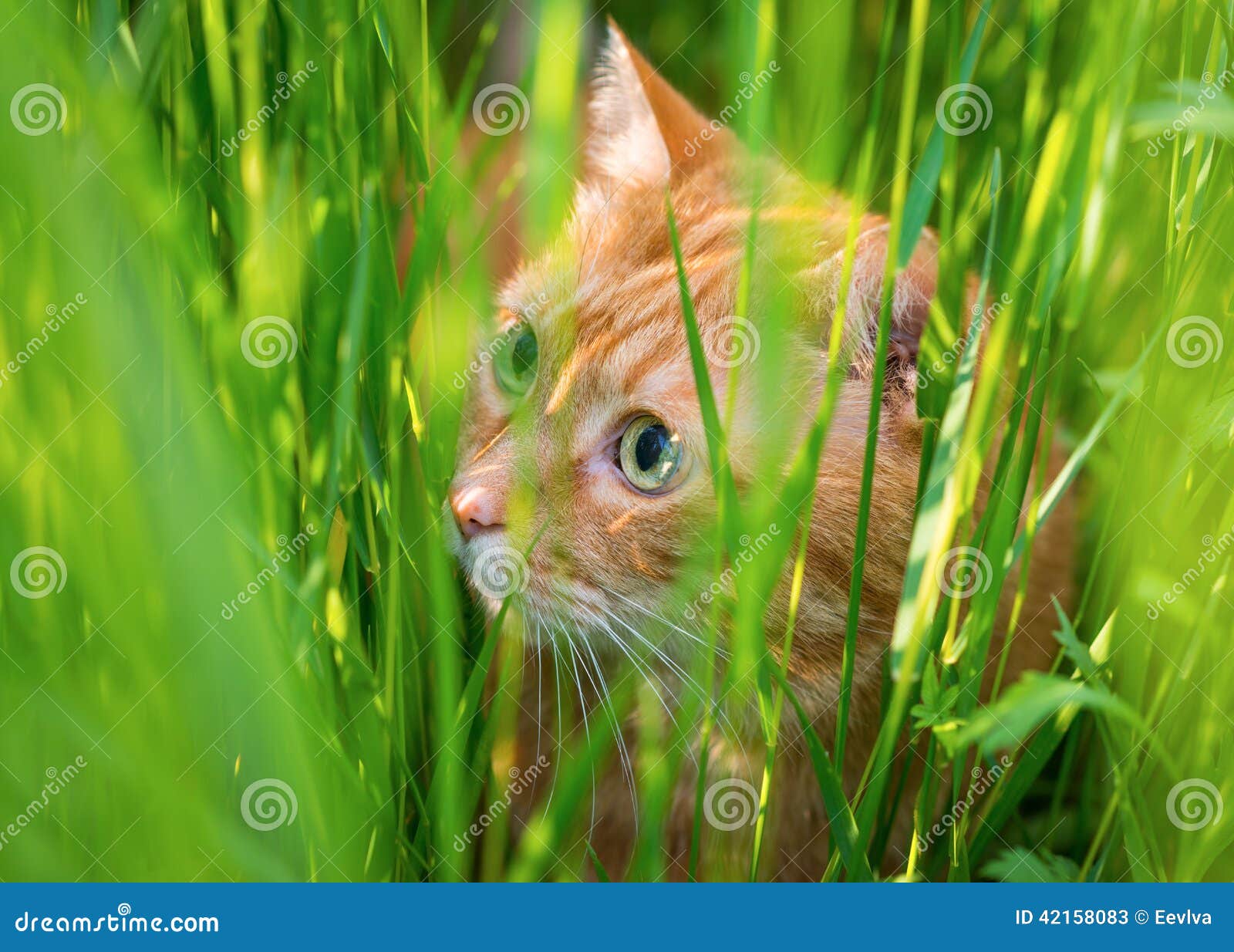 Cat Sneaking through the Grass. Stock Image - Image of hunter, park ...