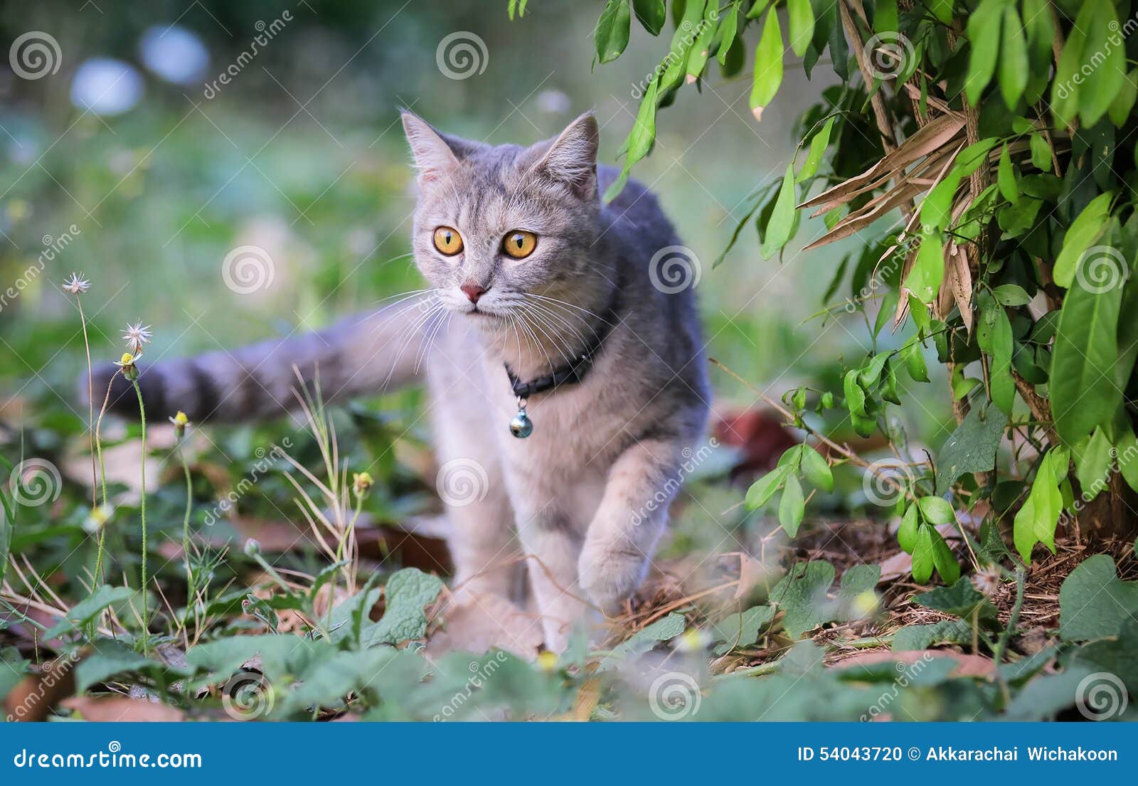 Cat sneaking stock photo. Image of walking, look, plant - 54043720
