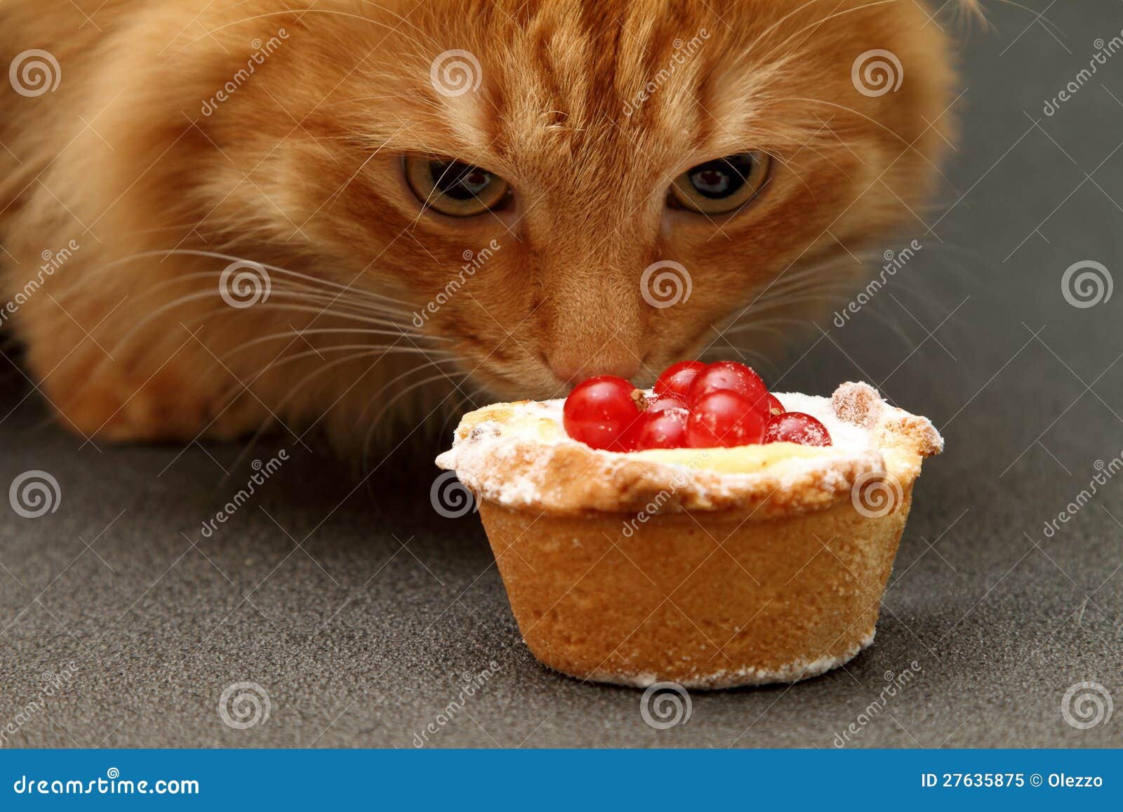 Cat Sniffing a Cake with Red Currant Stock Image - Image of product ...