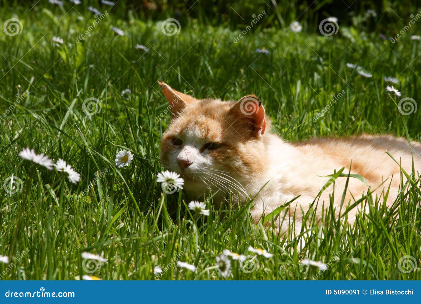 Cat sniffing the flower stock image. Image of animal, domestic - 5090091