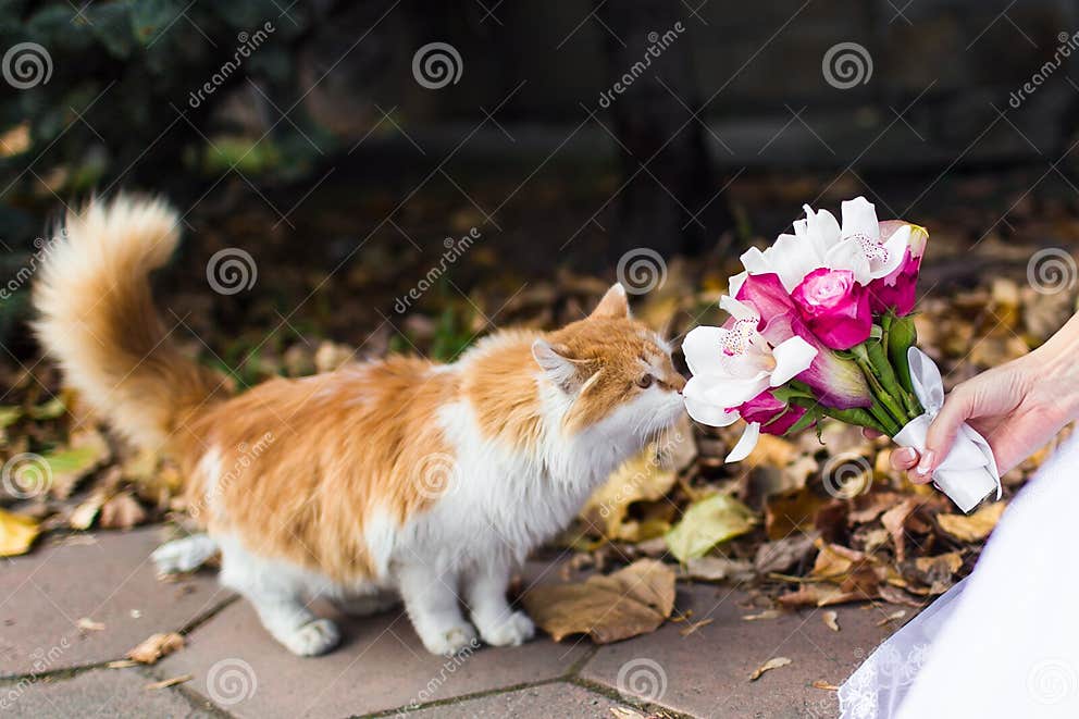 Cat sniffing flowers stock photo. Image of whiskers, kitty - 28726604