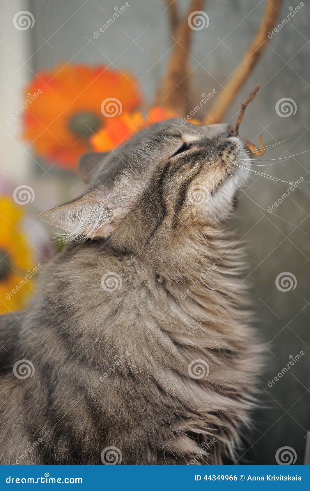 Cat sniffing stock photo. Image of cute, forest, handsome - 44349966
