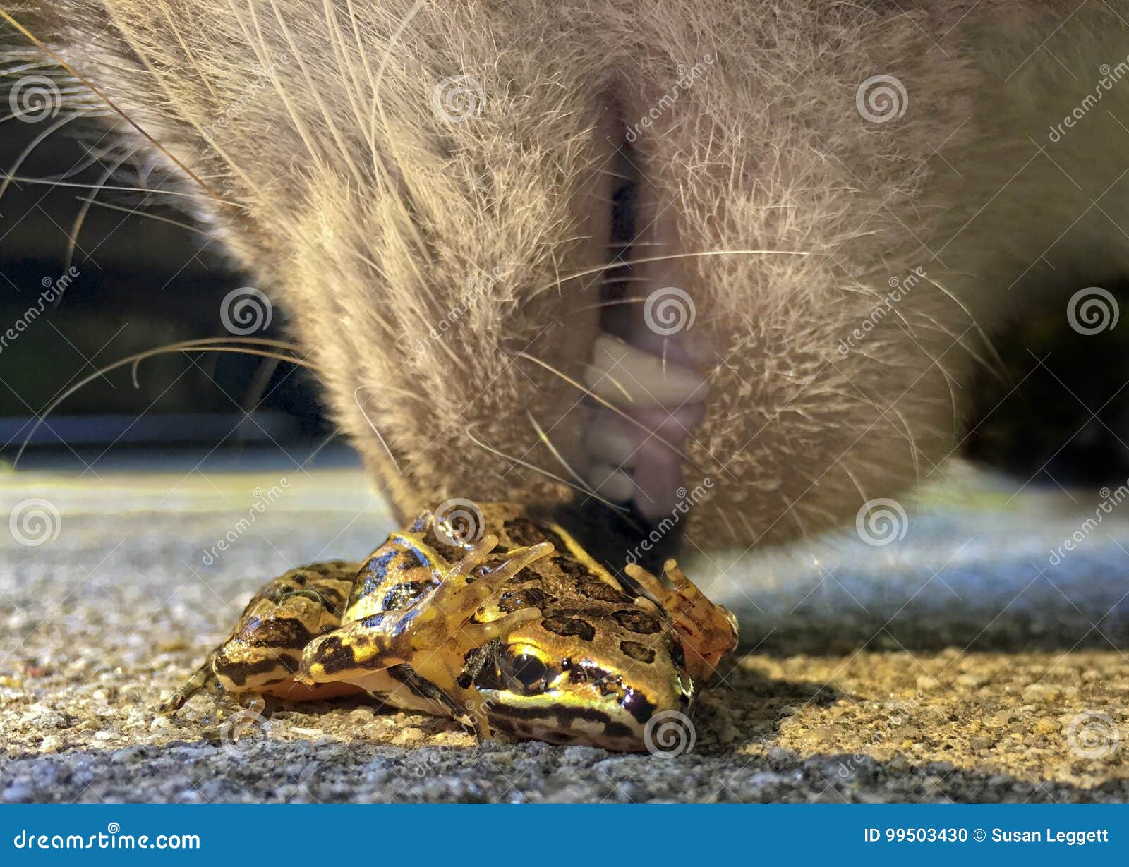 Cat Sniffing a Scared Frog stock photo. Image of scared - 99503430