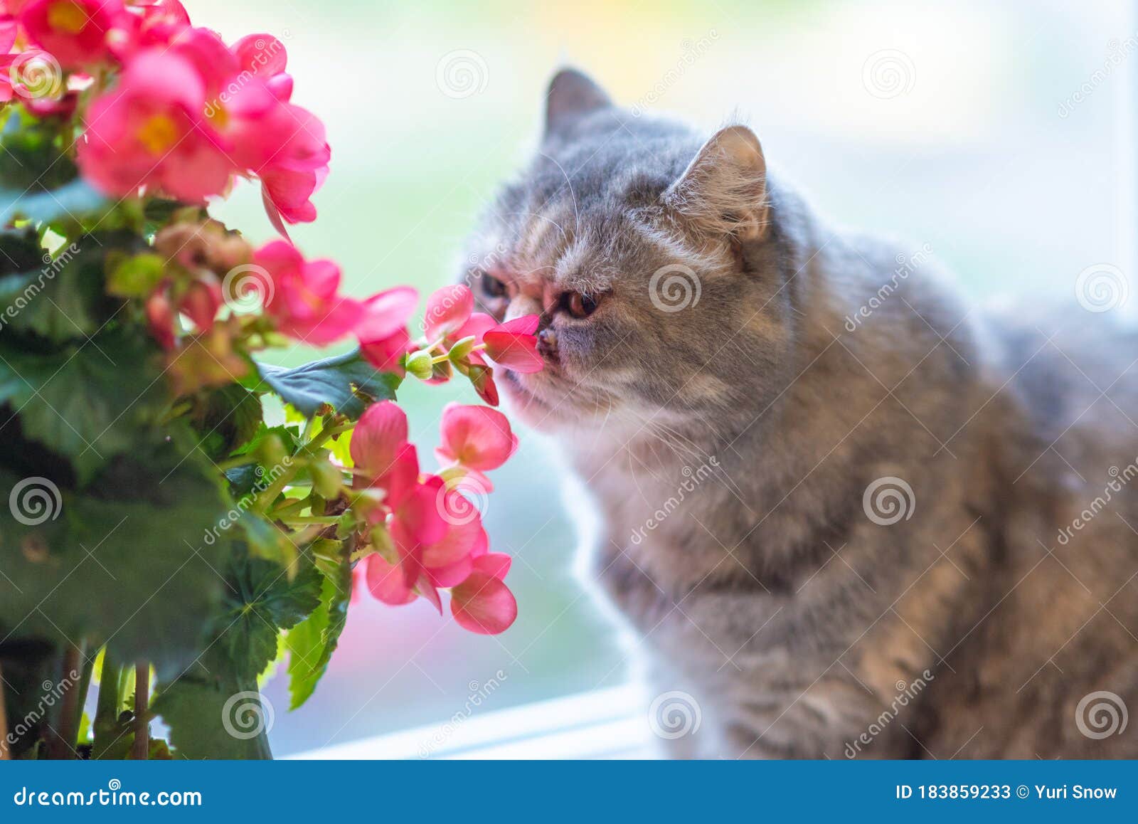 Cat Sniffs a Flower in a Pot Stock Image - Image of houseplants ...