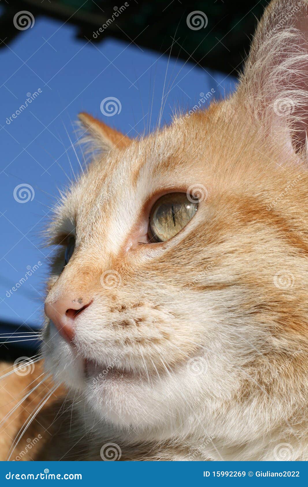 Cat snout stock image. Image of domestic, animal, feline - 15992269