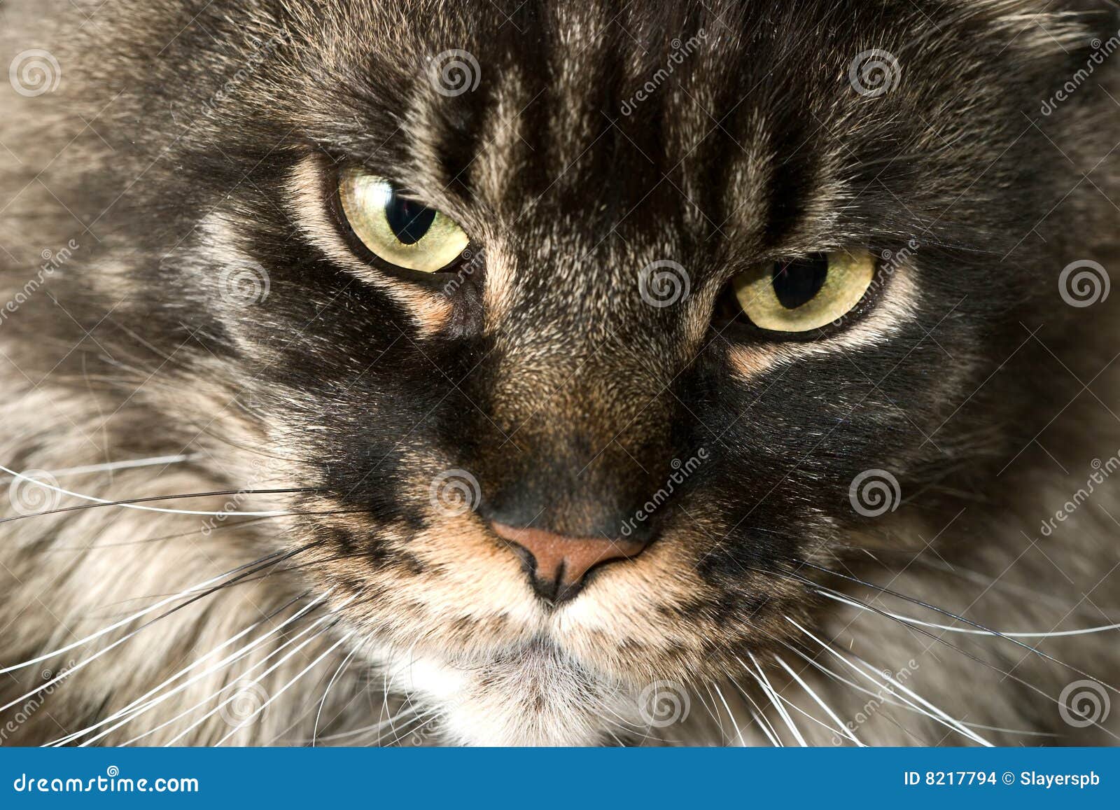 Cat snout stock photo. Image of feline, fluffy, nose, expression - 8217794