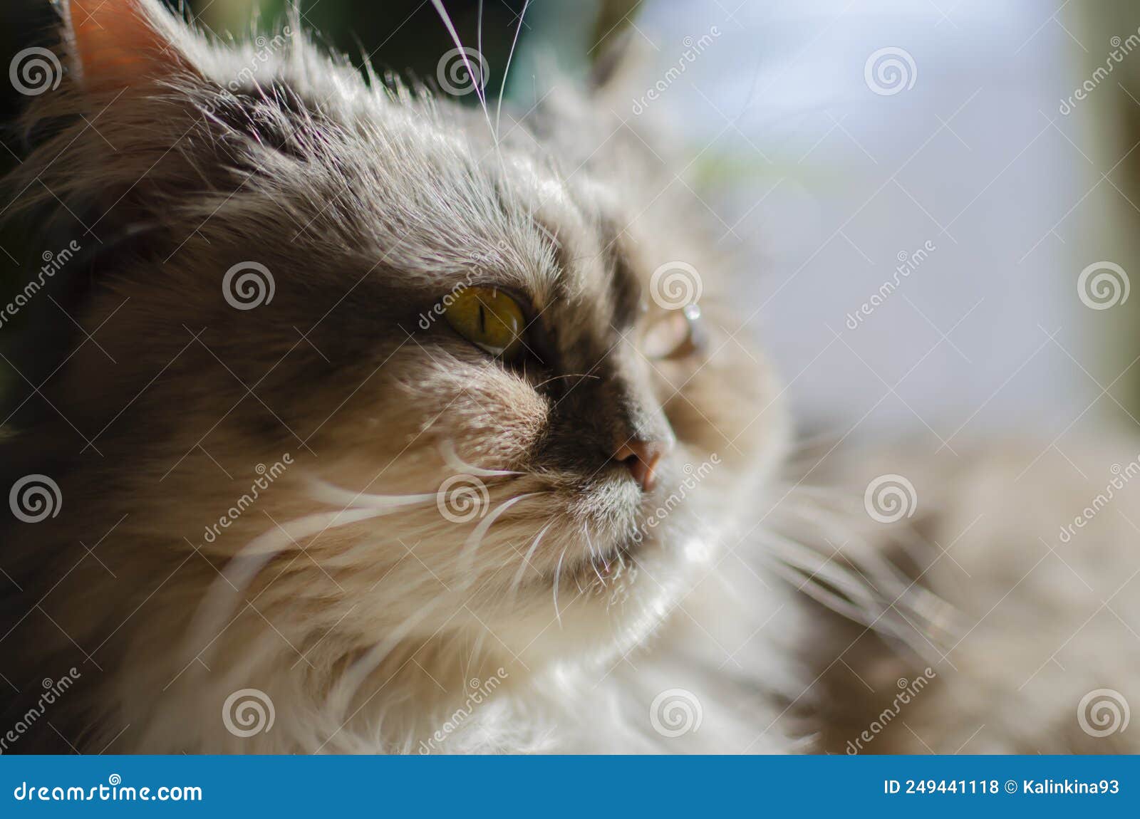 Cat snout, close-up view stock photo. Image of fluffy - 249441118