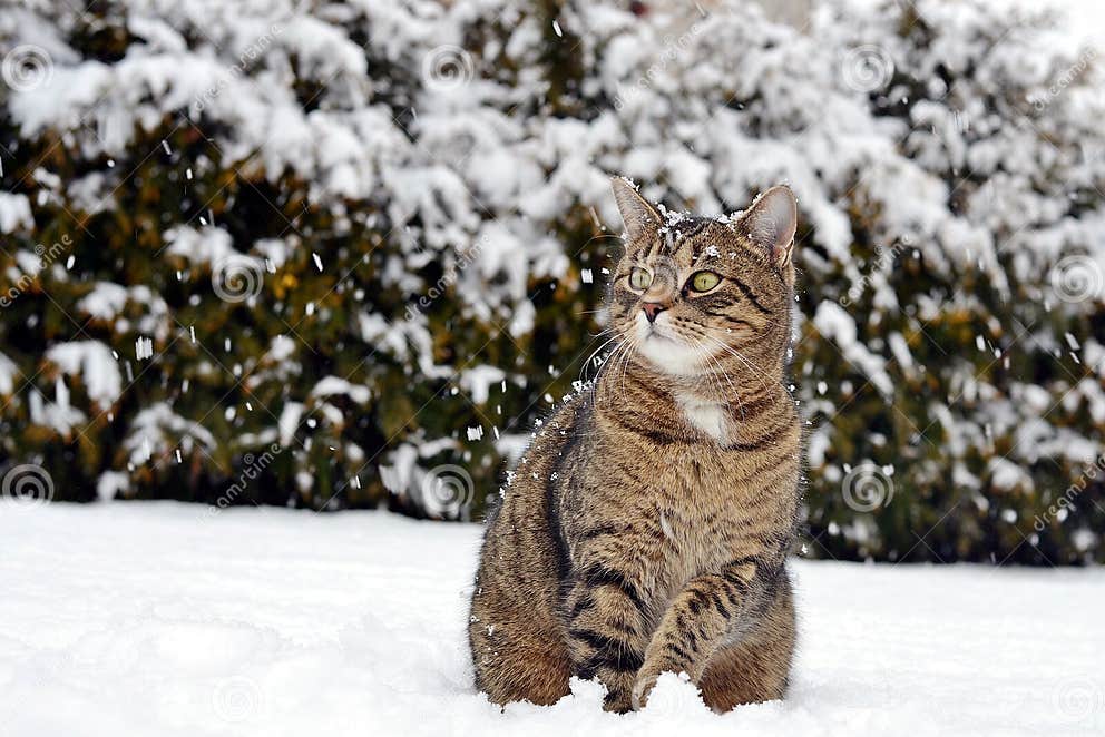 Cat in snow stock photo. Image of tomcat, cold, furry - 29509558