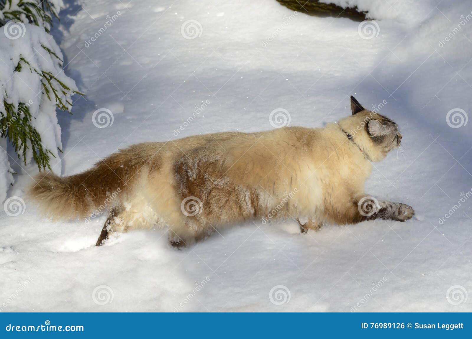 Cat in the Snow stock photo. Image of deep, balinese - 76989126