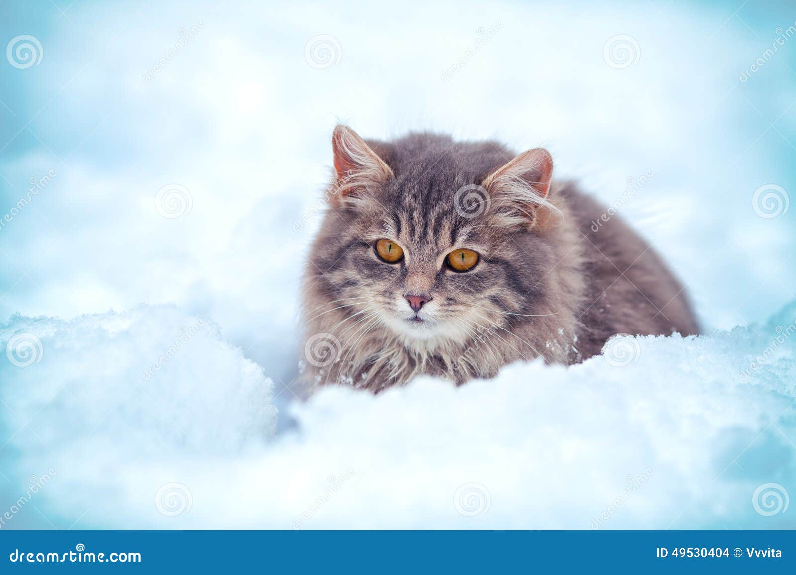 Cat in snow stock photo. Image of sitting, cool, cute - 49530404