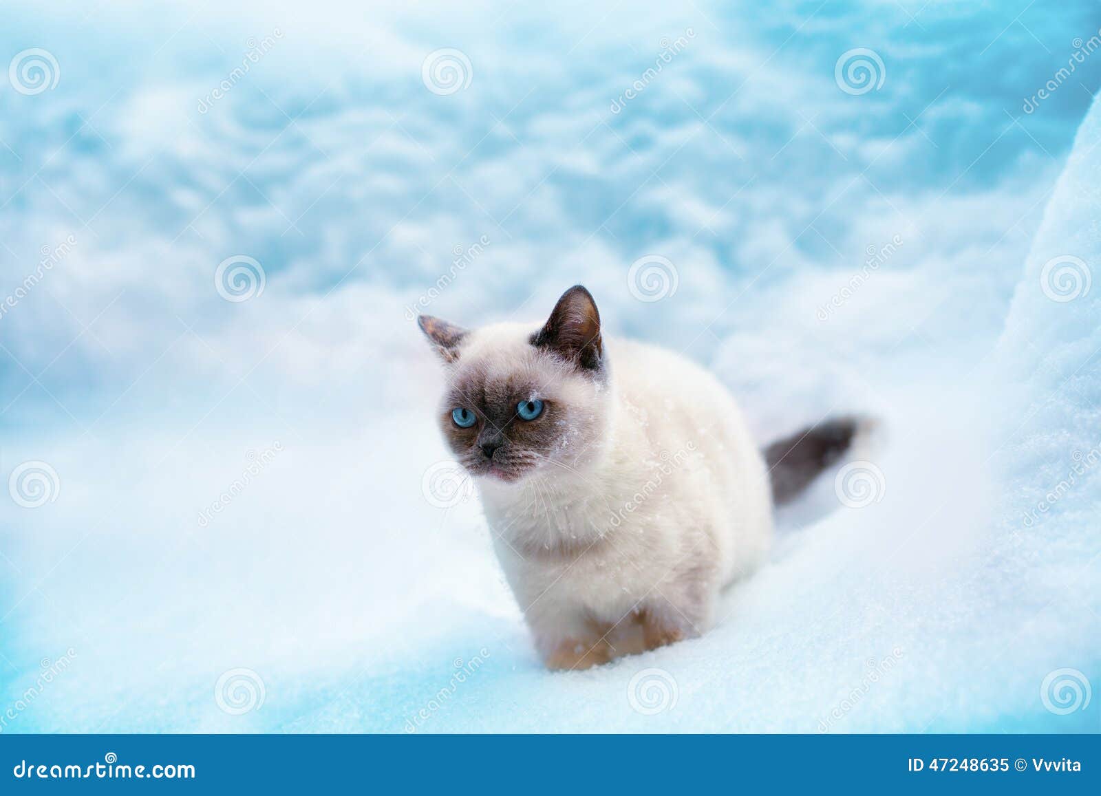 Cat in snow stock image. Image of hunt, cold, forest - 47248635