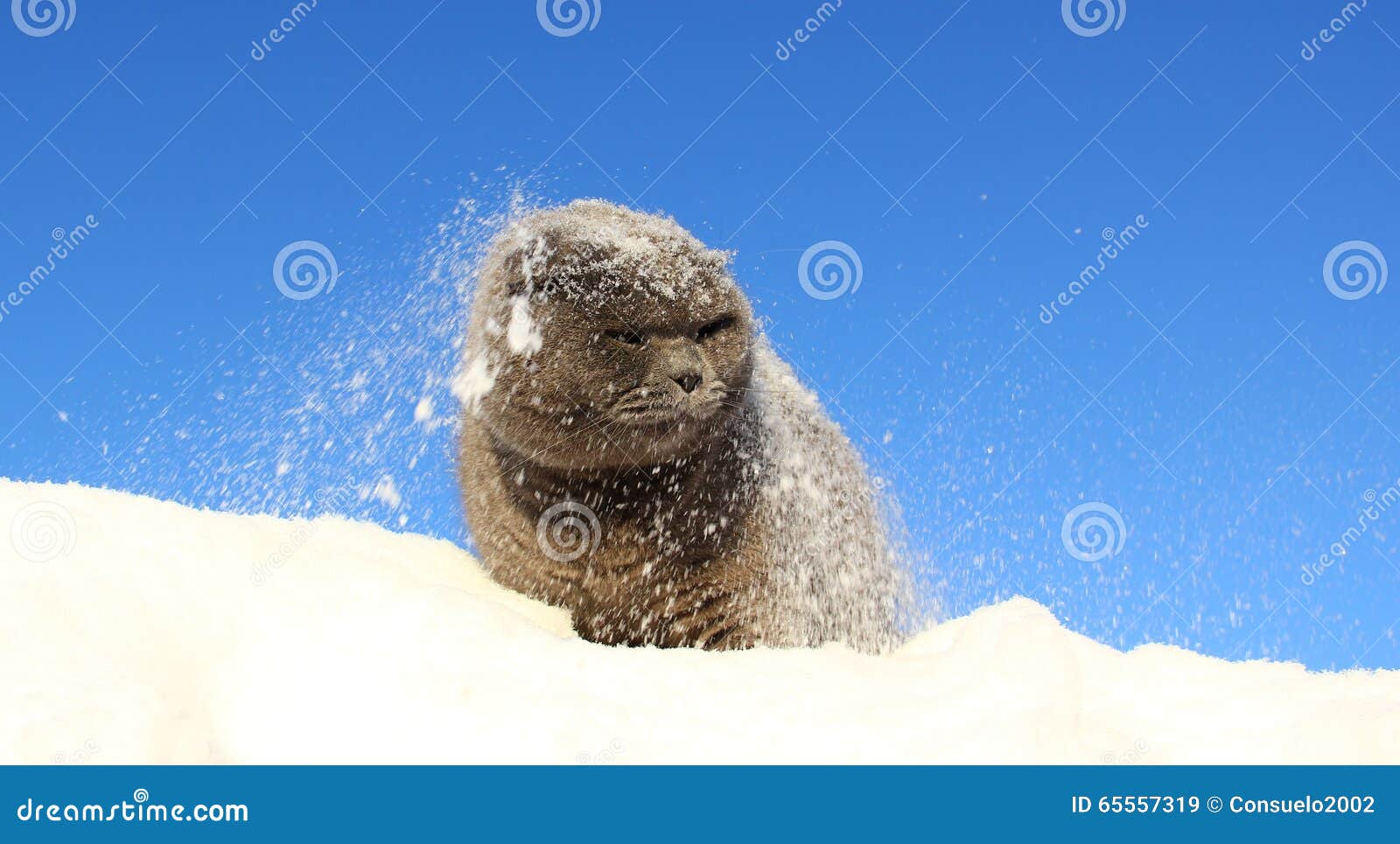 Cat Falling Above Stock Photos - Free & Royalty-Free Stock Photos from ...