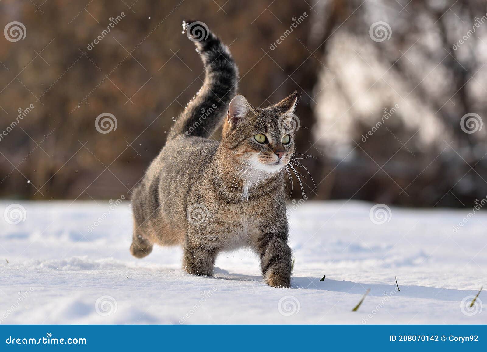 Cat in the Snow. Gray Cat in Winter Goes in the Deep Snow Stock Photo ...
