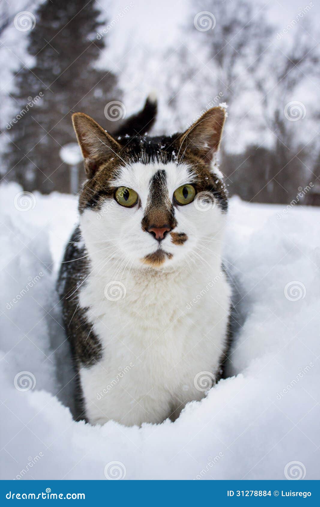 Cat on Snow Looking at the Camera Stock Photo - Image of cold, mammal ...