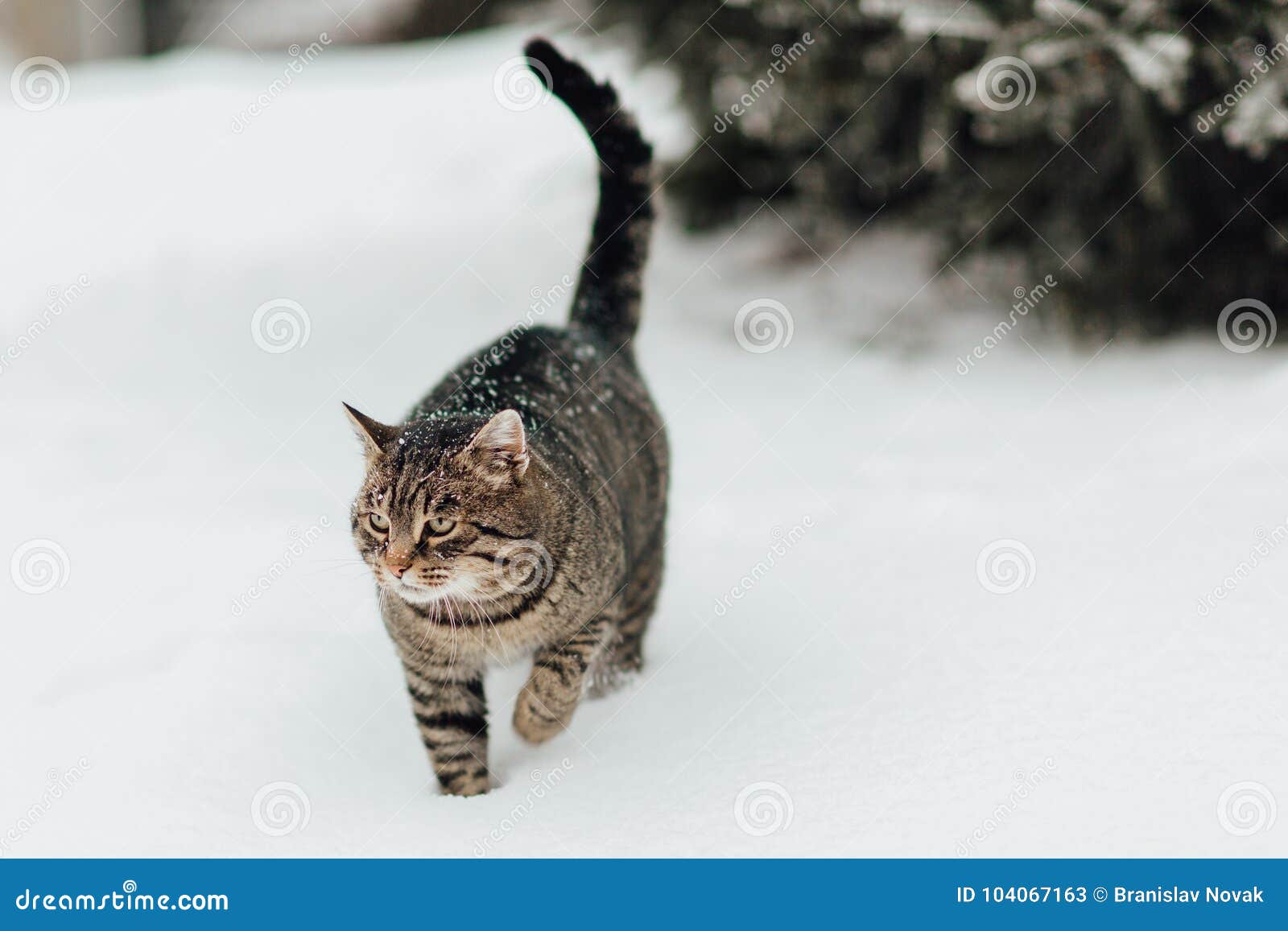 A cat in the snow stock image. Image of season, stripe - 104067163