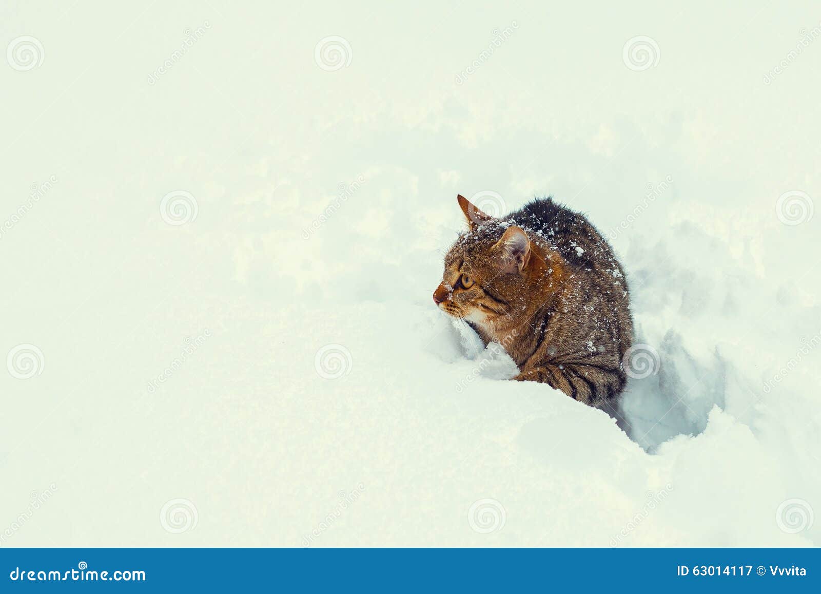Cat in snow stock image. Image of animals, play, blizzard - 63014117