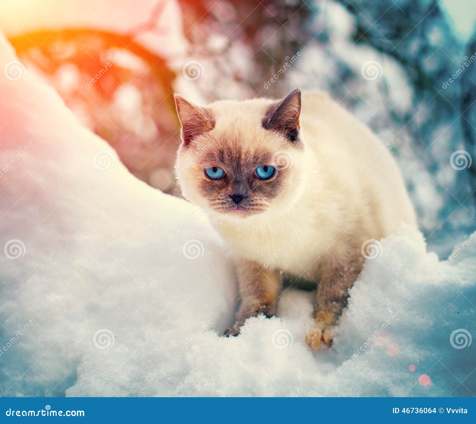 Cat in snow stock photo. Image of rest, breed, blue, sitting - 46736064