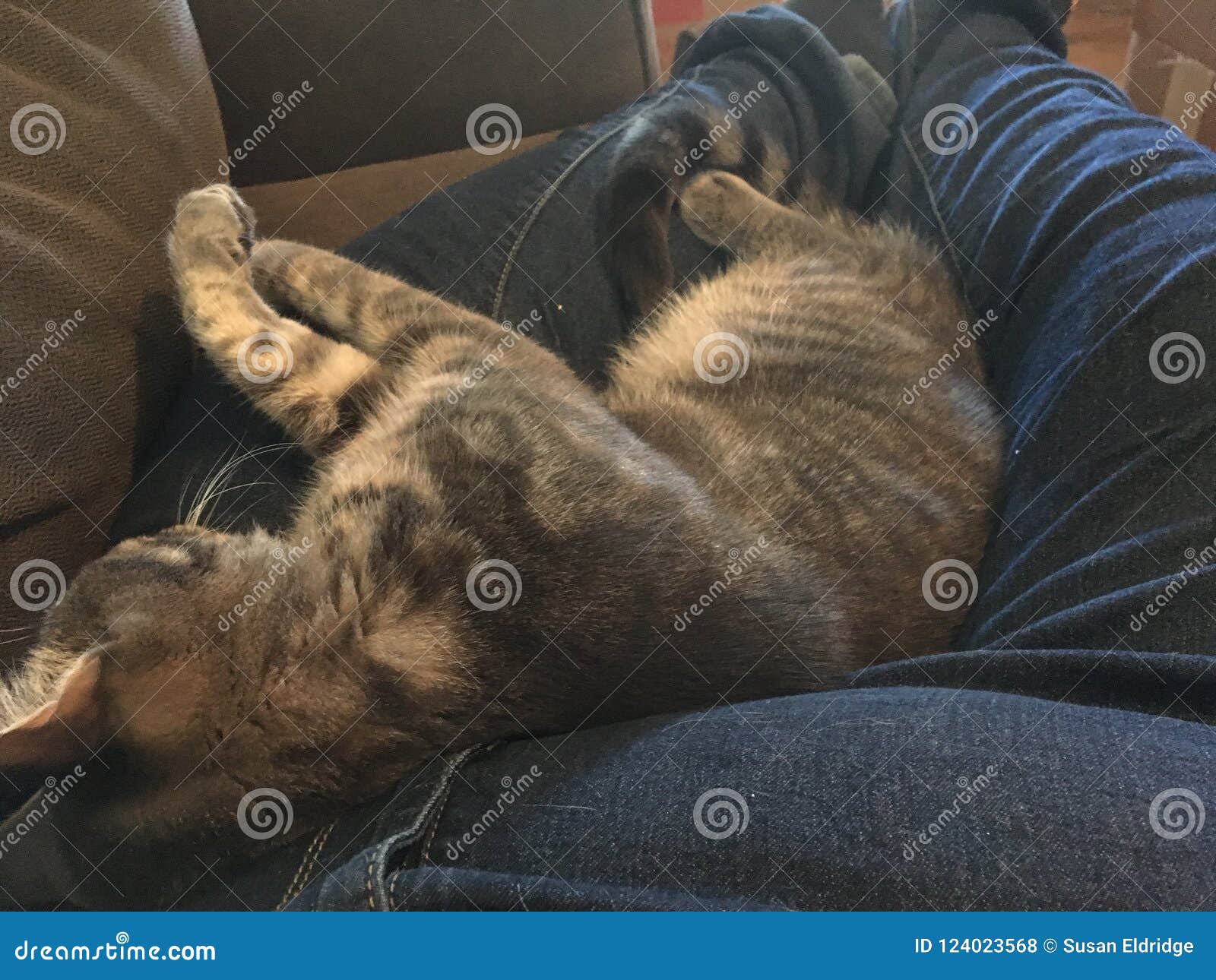 Cat stock photo. Image of snuggled, comfortable, cuddles - 124023568