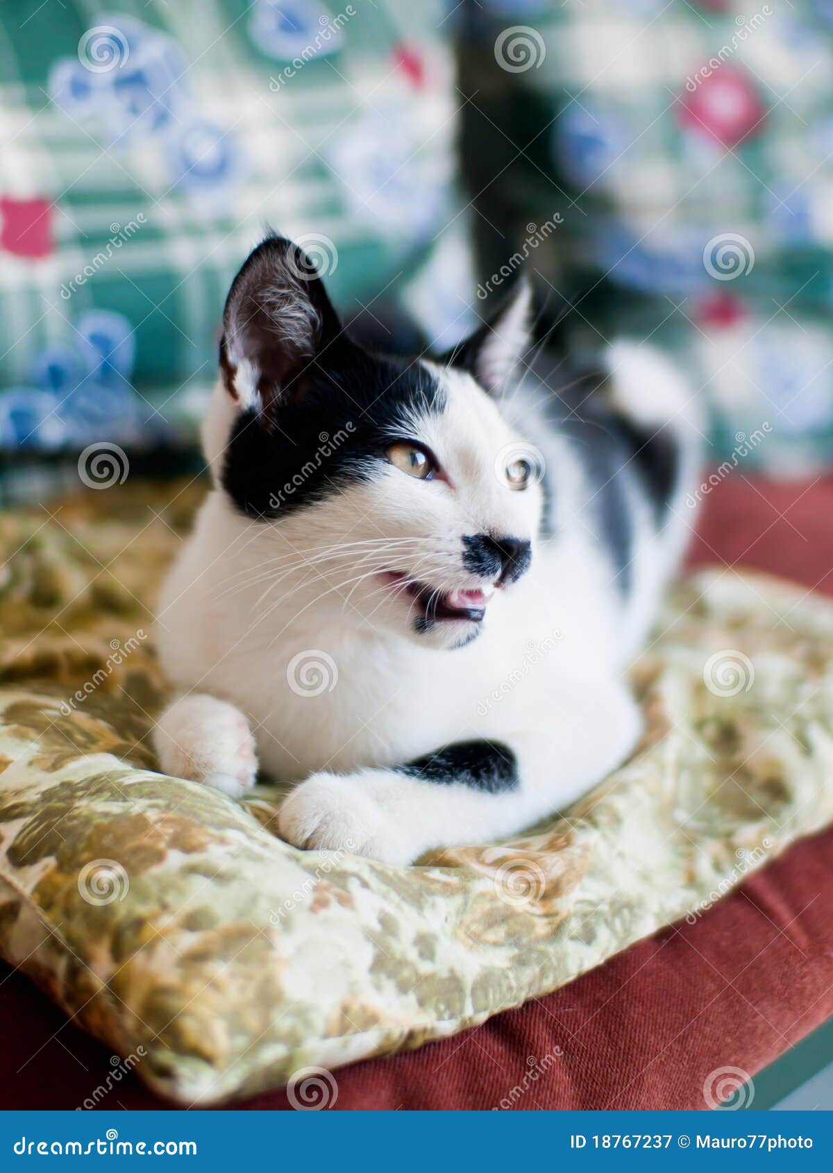 Cat on a sofa stock image. Image of couch, animal, together - 18767237