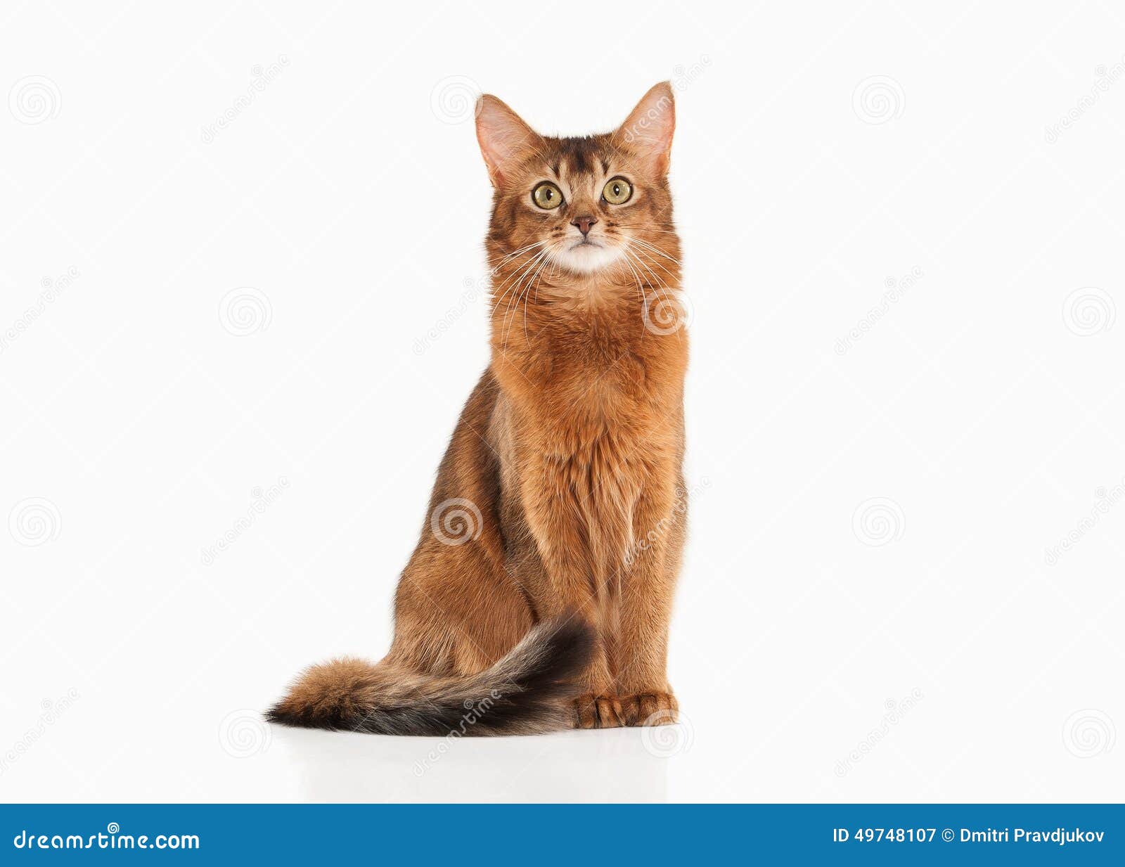 Cat. Somali Cat Ruddy Color on White Bakcground Stock Image - Image of ...