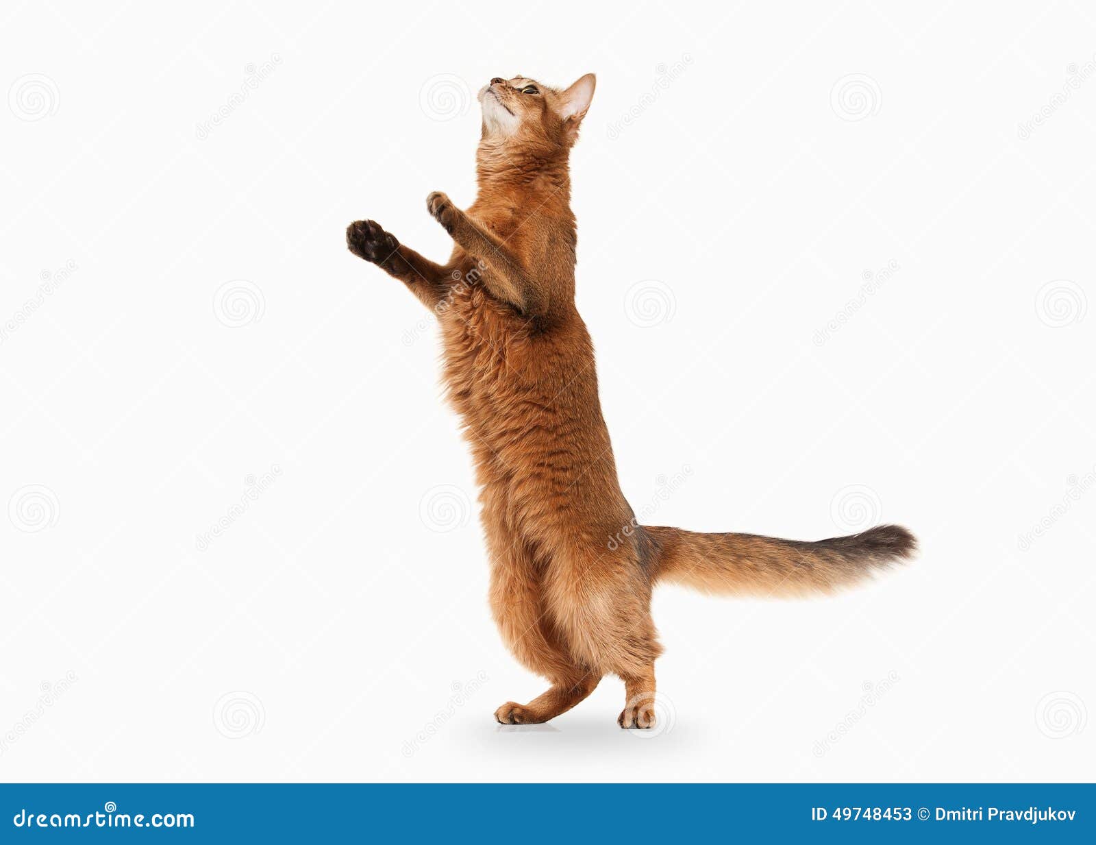 Cat. Somali Cat Ruddy Color on White Bakcground Stock Image - Image of ...