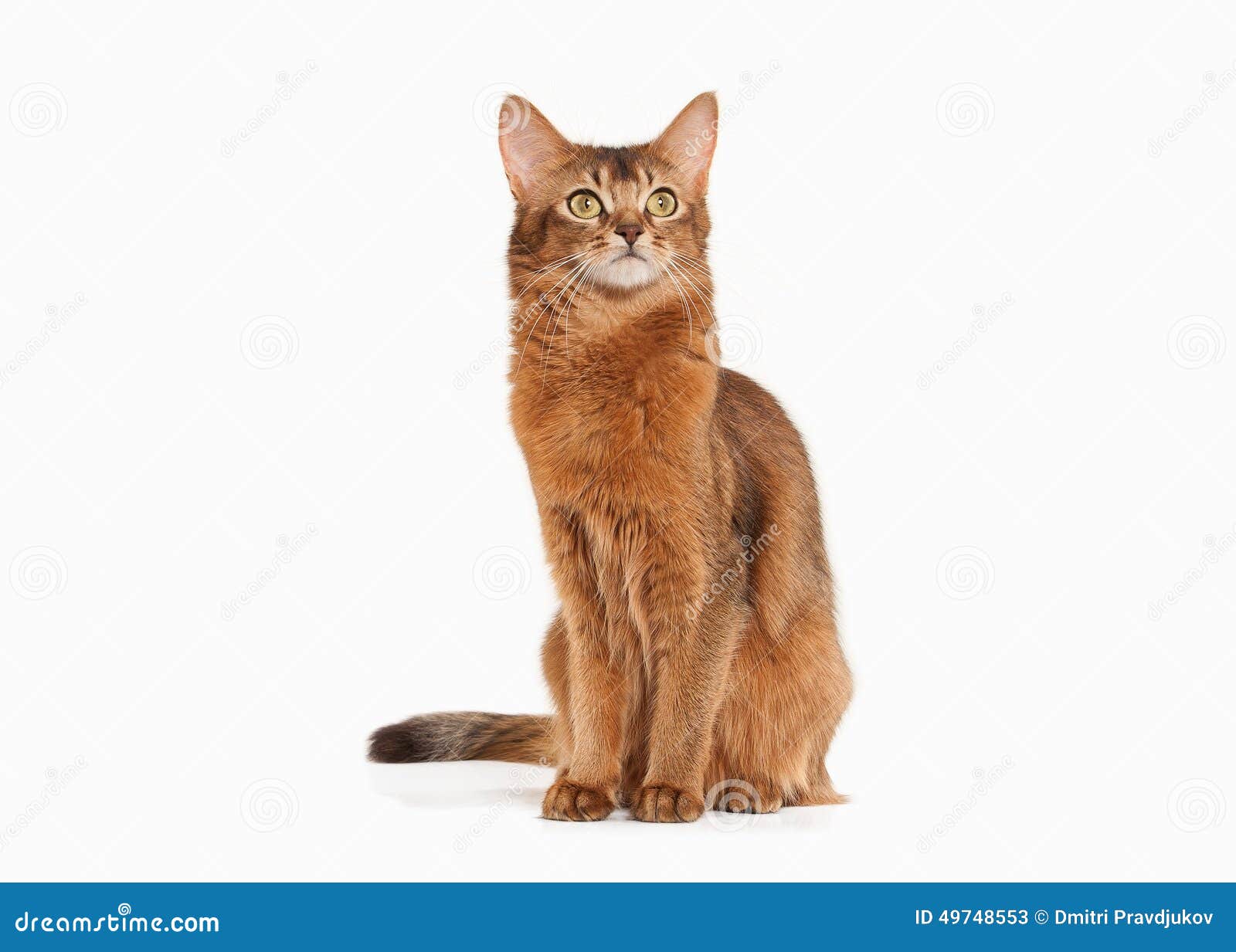Cat. Somali Cat Ruddy Color on White Bakcground Stock Image - Image of ...