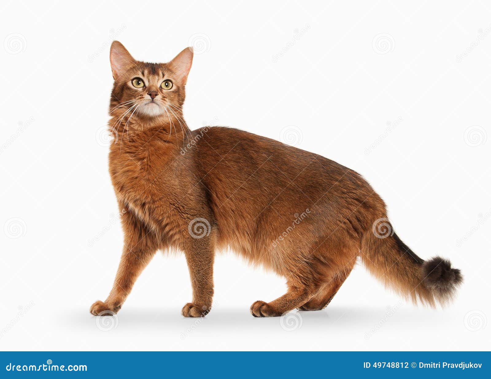 Cat. Somali Cat Ruddy Color on White Bakcground Stock Photo - Image of ...